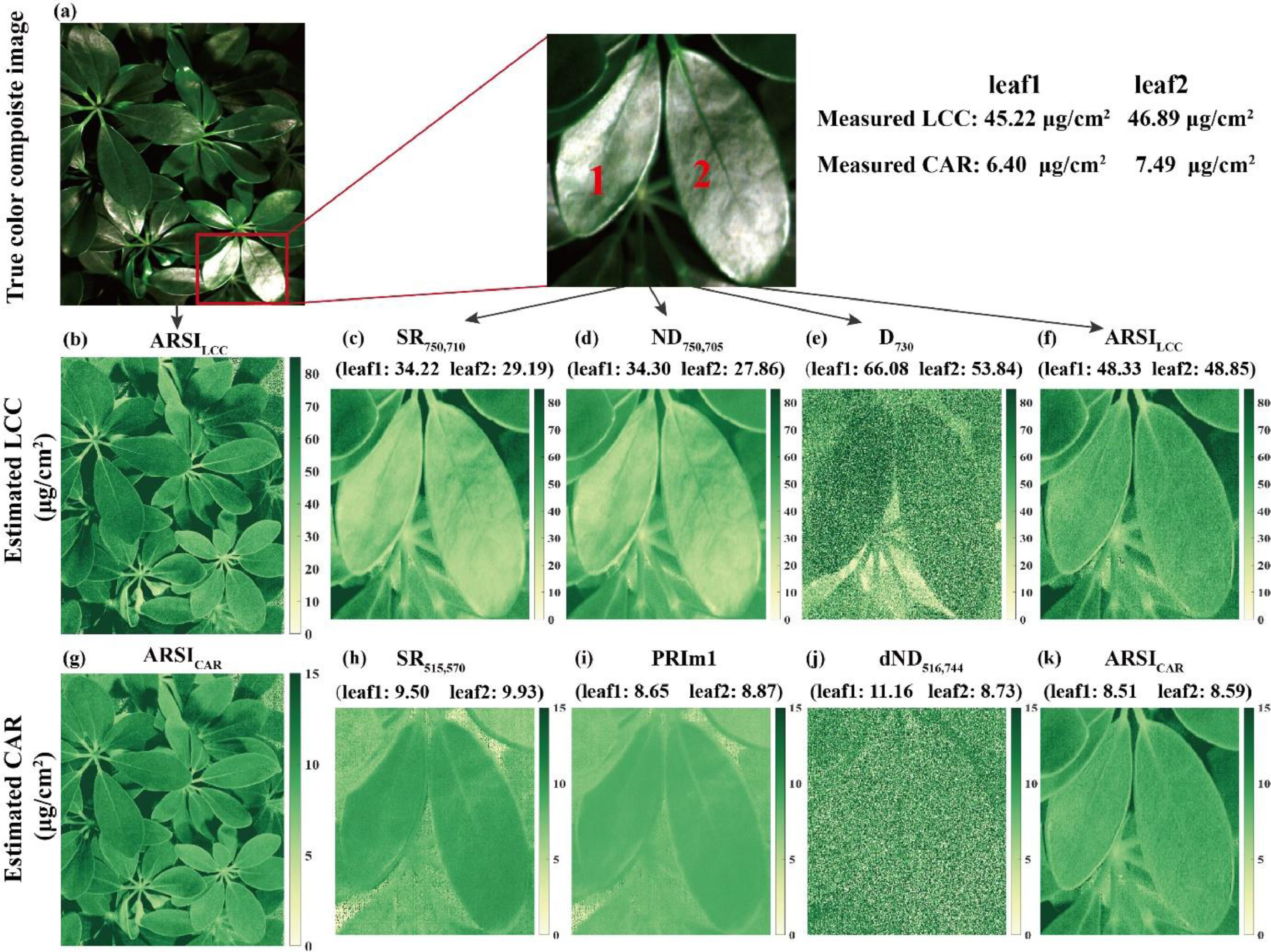 冉东杰等：《Agricultural and Forest Meteorology》基于多角度反射优化角度抗性光谱指数以准确估算叶片生化参数-地理科学学院